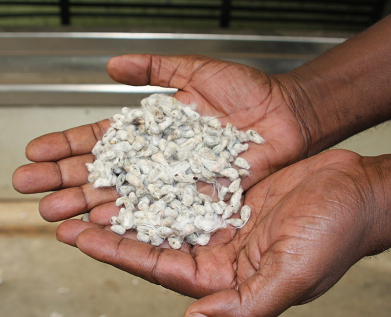 Ginning macht die Baumwolle zum Wertstoff • Cotton d´Ivoire